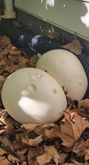 Giant Puffball Mushroom: Ultimate Guide to Identification, Cooking, and ...