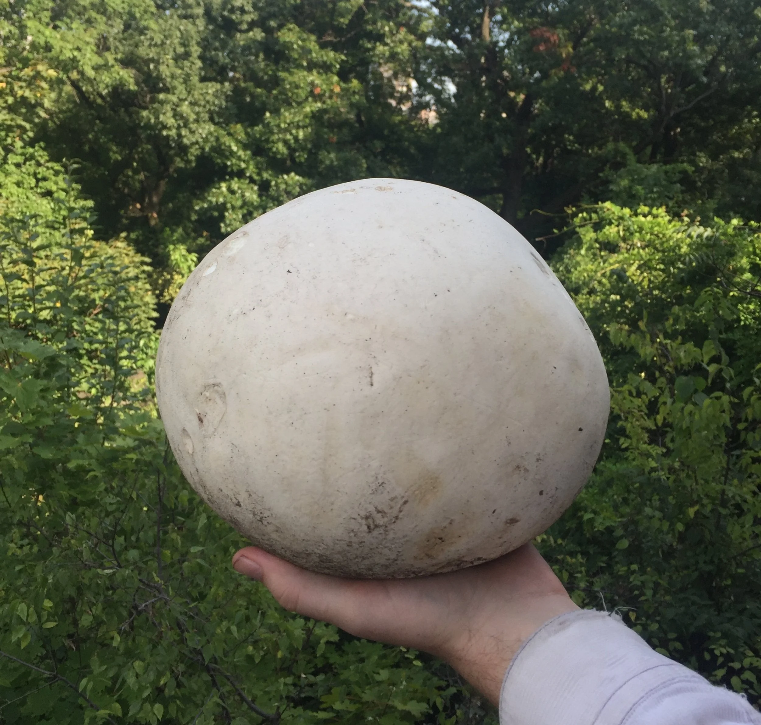 Giant Puffball Mushroom: Ultimate Guide to Identification, Cooking, and ...
