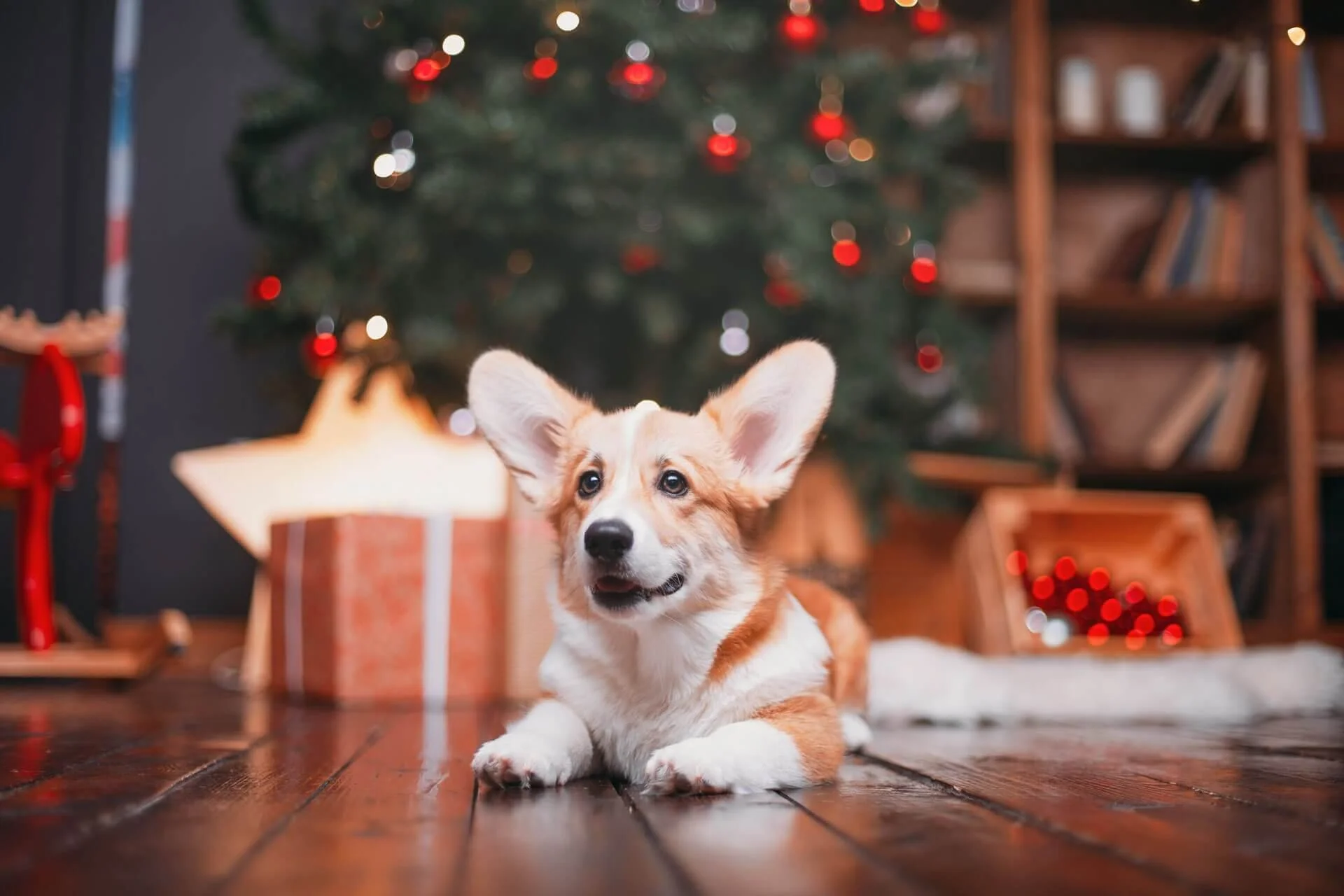 Christmas Activities | Doggy Daycare Over Christmas — Dogcity Daycare ...