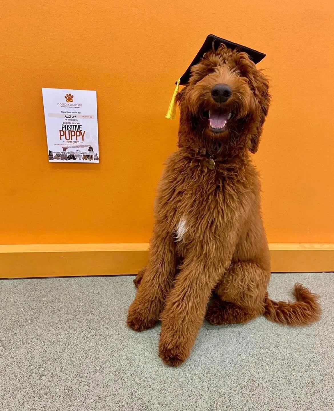 Positive Puppy Pawgram | Puppy Daycare & Socialisation Program | Five ...