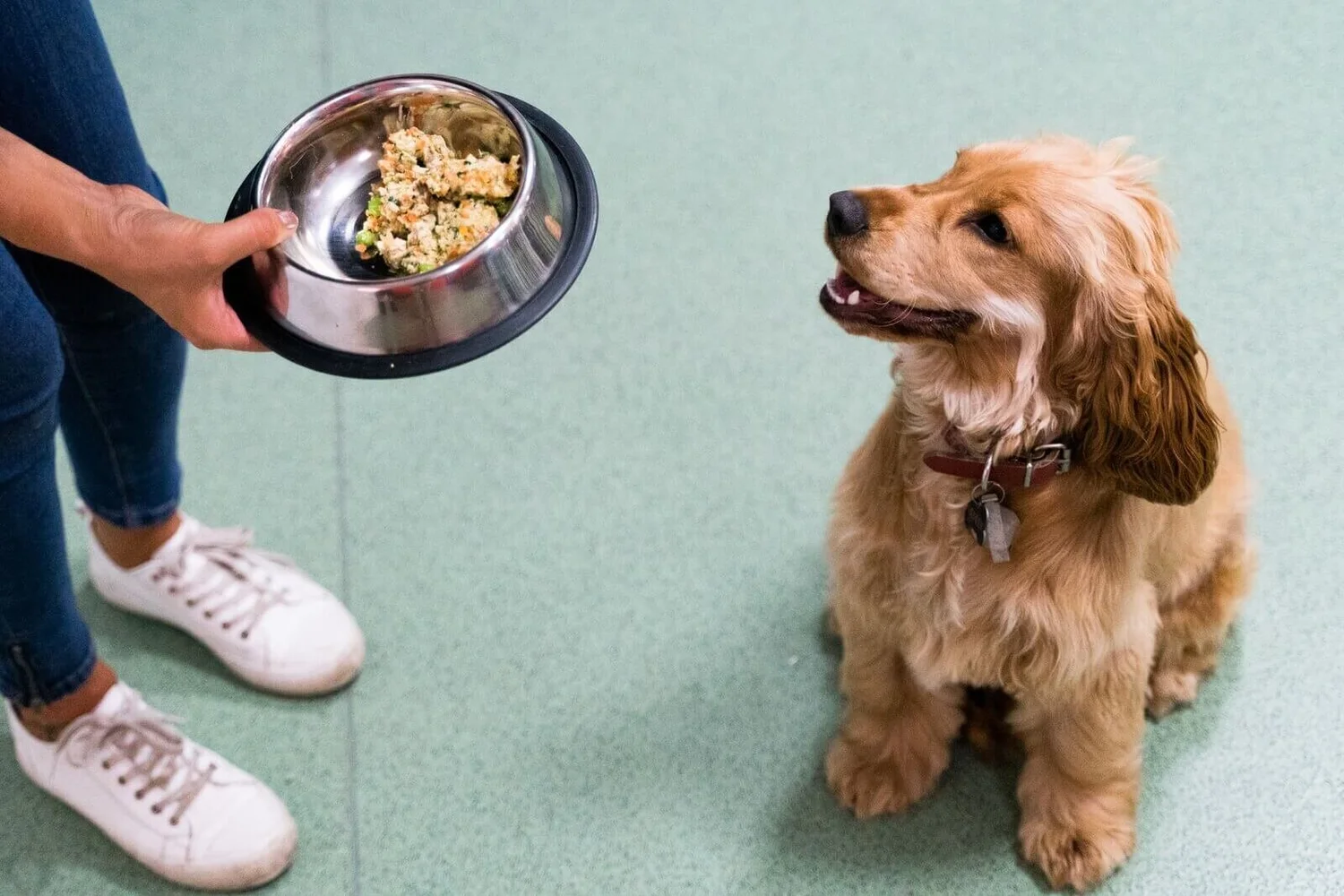 Lunch Orders | Dog Daycare Lunch Program — Dogcity Daycare Adelaide
