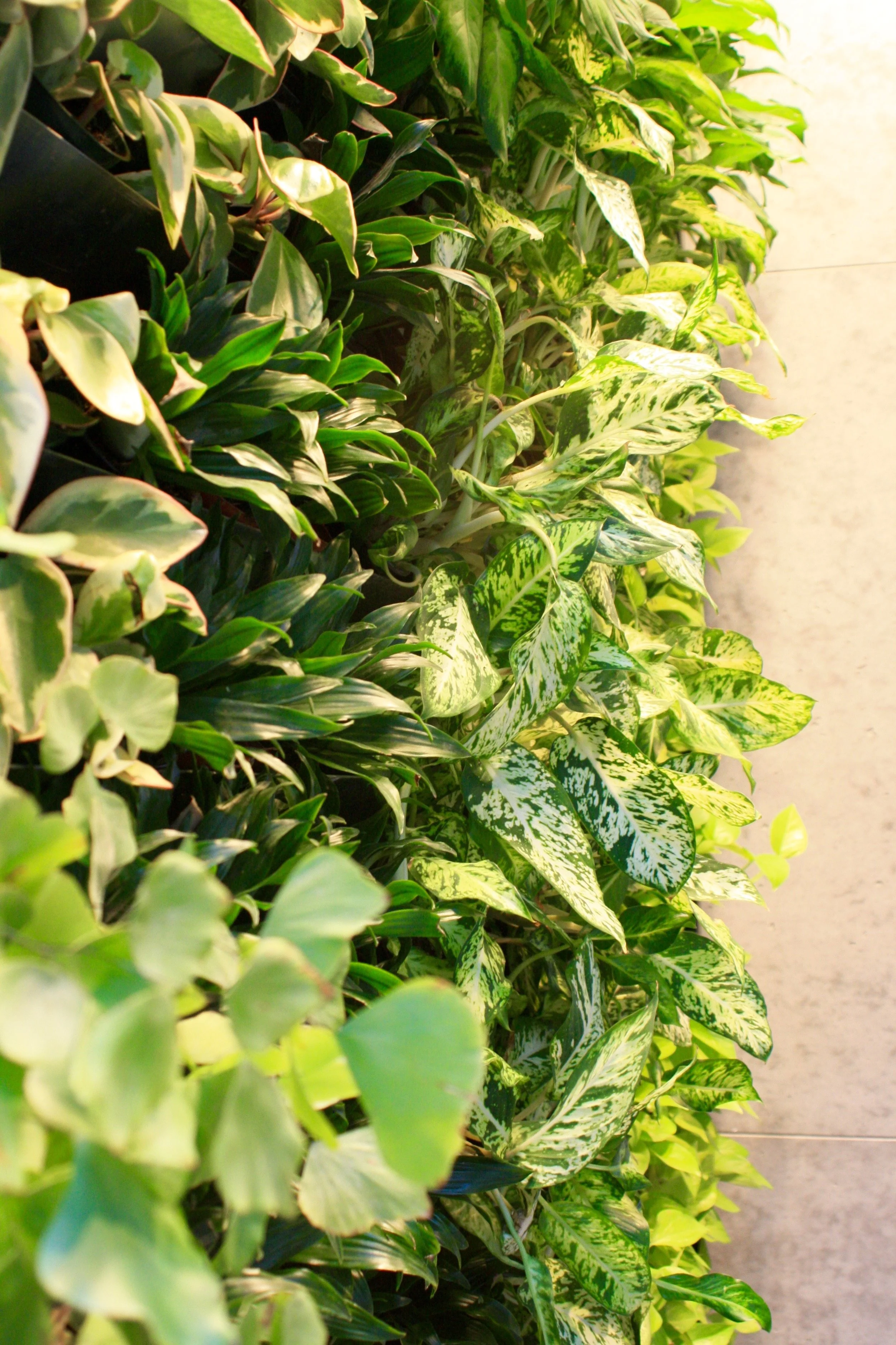 Green Walls & Indoor Plants - Brooklyn Grange