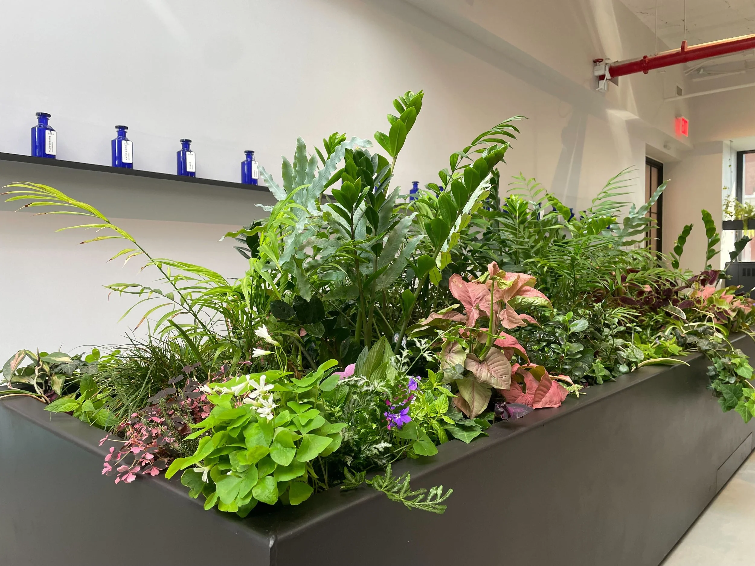 Green Walls & Indoor Plants - Brooklyn Grange