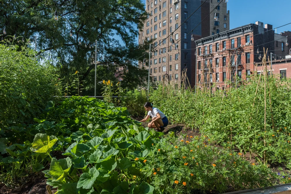 Urban Farms & Vegetable Gardens - Brooklyn Grange