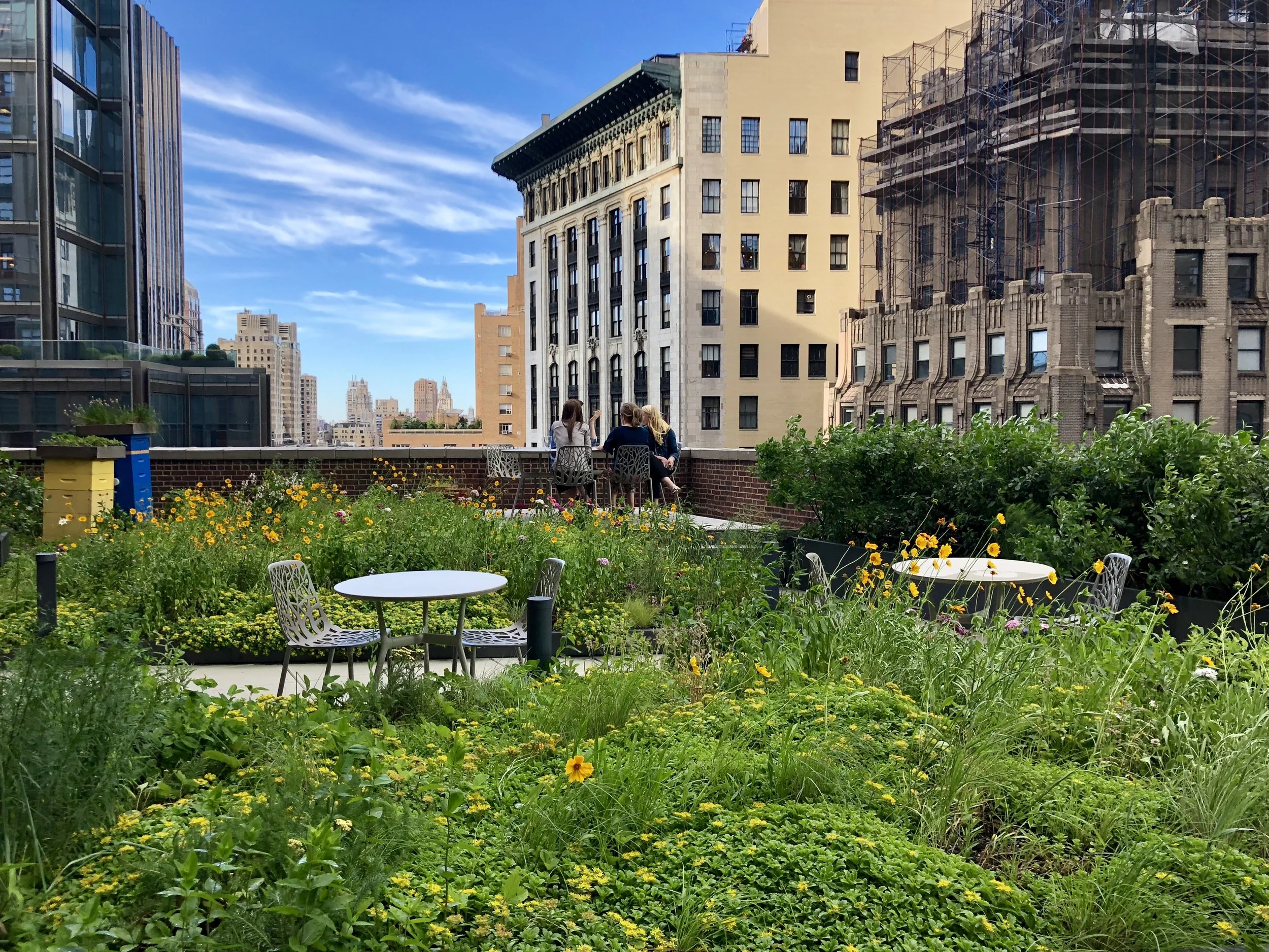 Urban Green Roof Architecture Green Roofs Overview: Good To Know