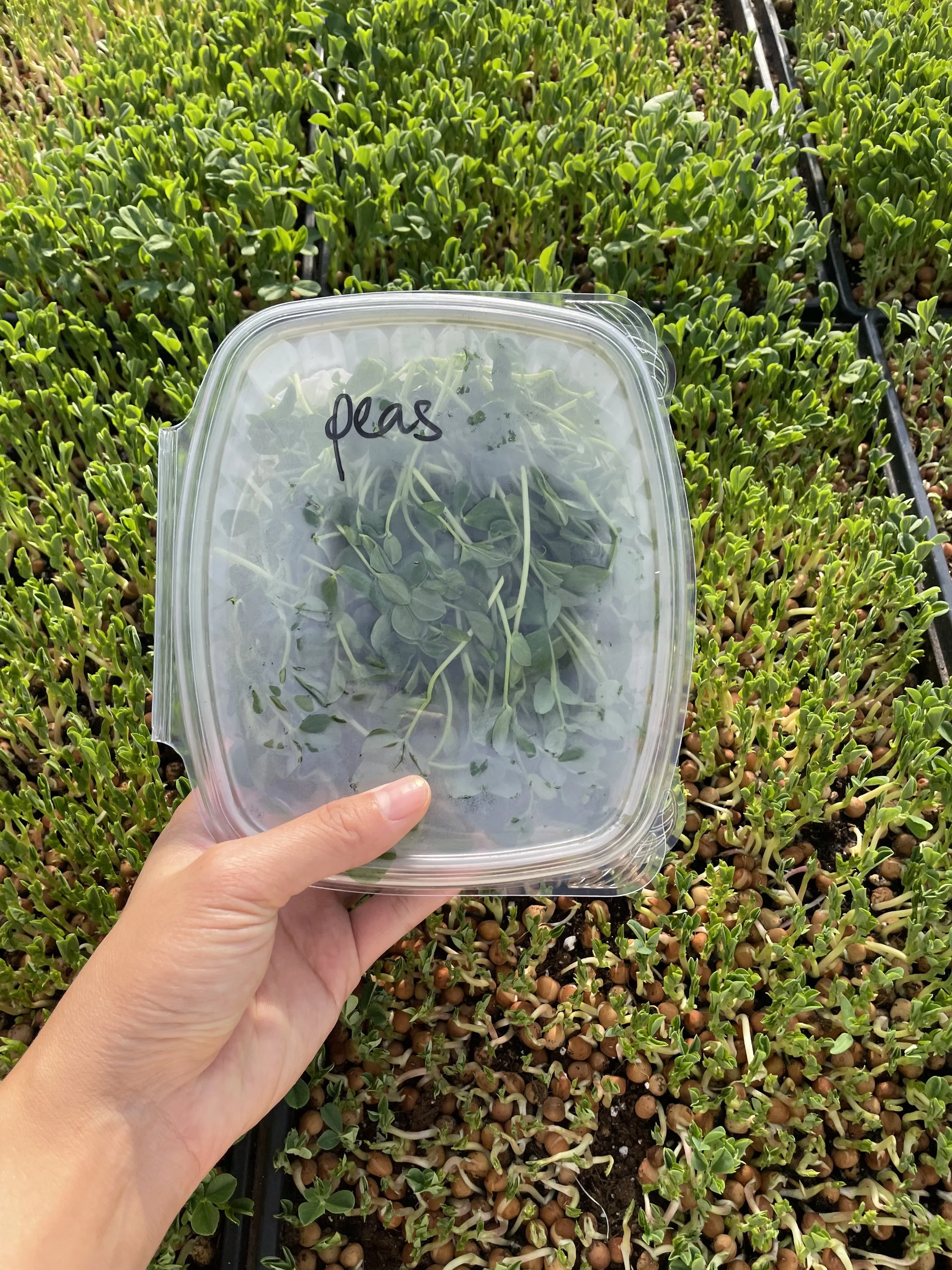 Sustainable Microgreens Packaging - Brooklyn Grange