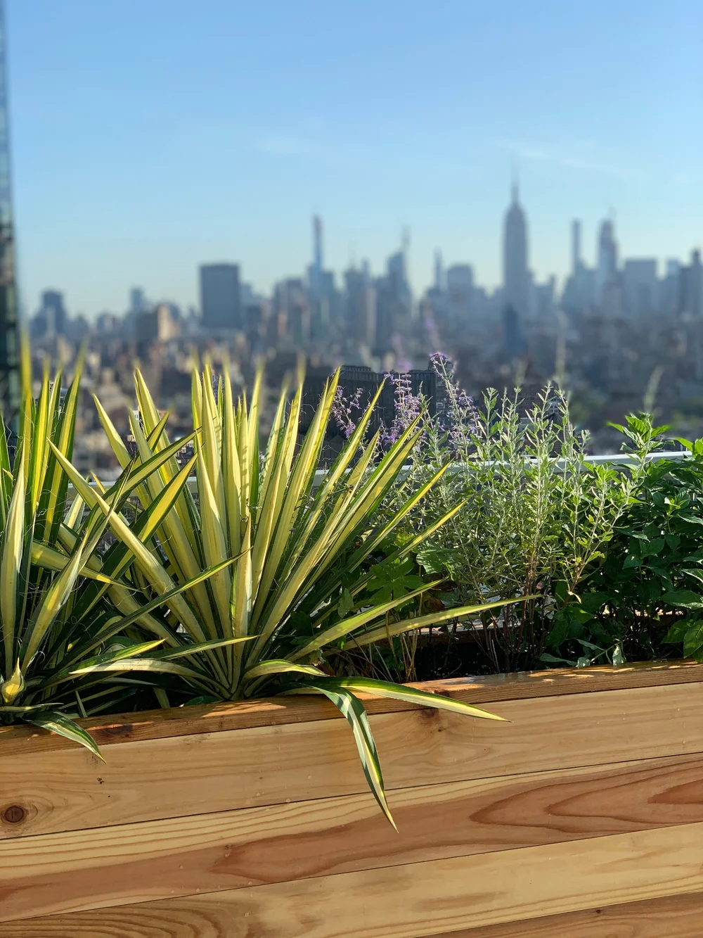 Broome Street Roof - Brooklyn Grange
