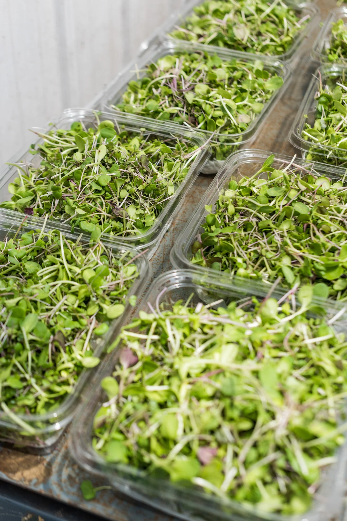 Sustainable Microgreens Packaging - Brooklyn Grange