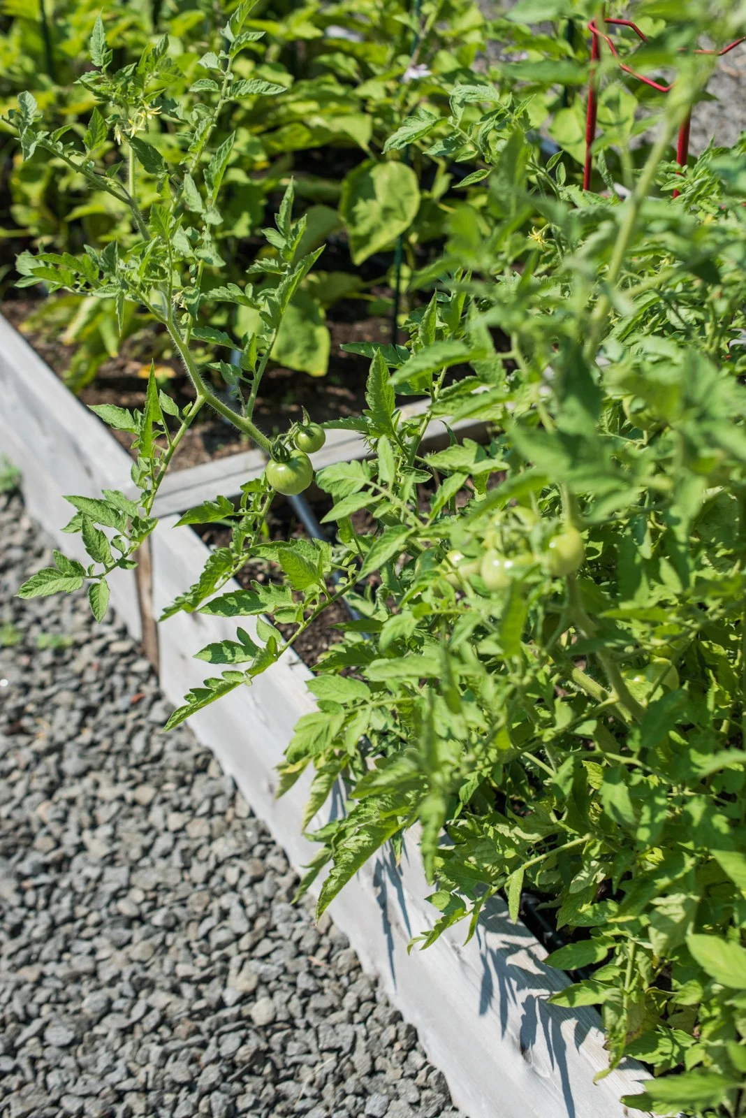 Smile Farms - Brooklyn Grange