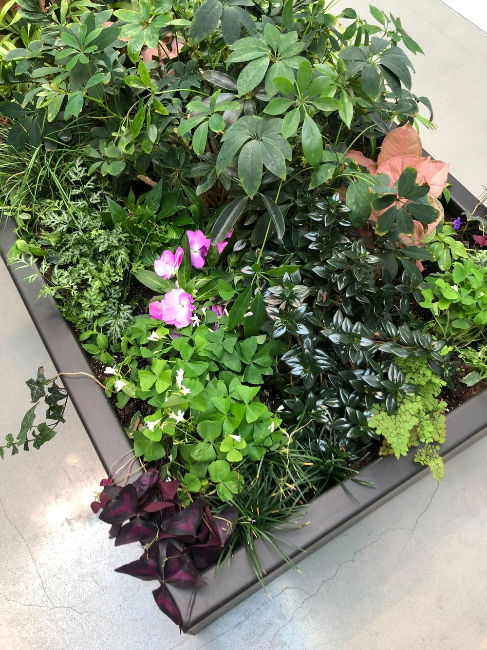 Green Walls & Indoor Plants - Brooklyn Grange