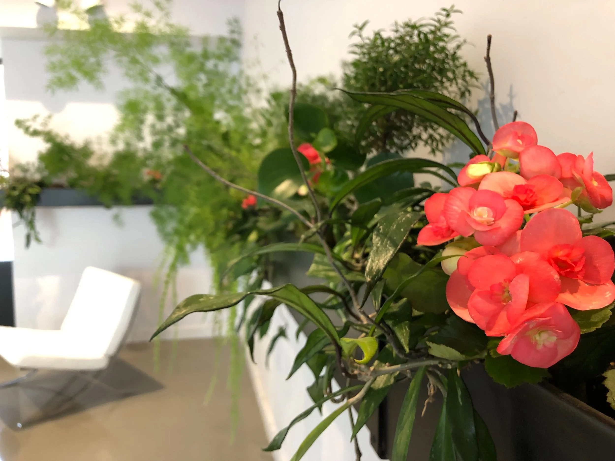 Green Walls & Indoor Plants - Brooklyn Grange