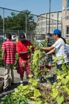 Smile Farms - Brooklyn Grange
