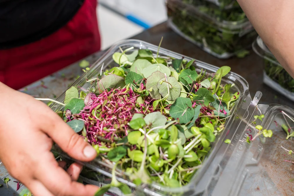 Sustainable Packaging Research - Brooklyn Grange