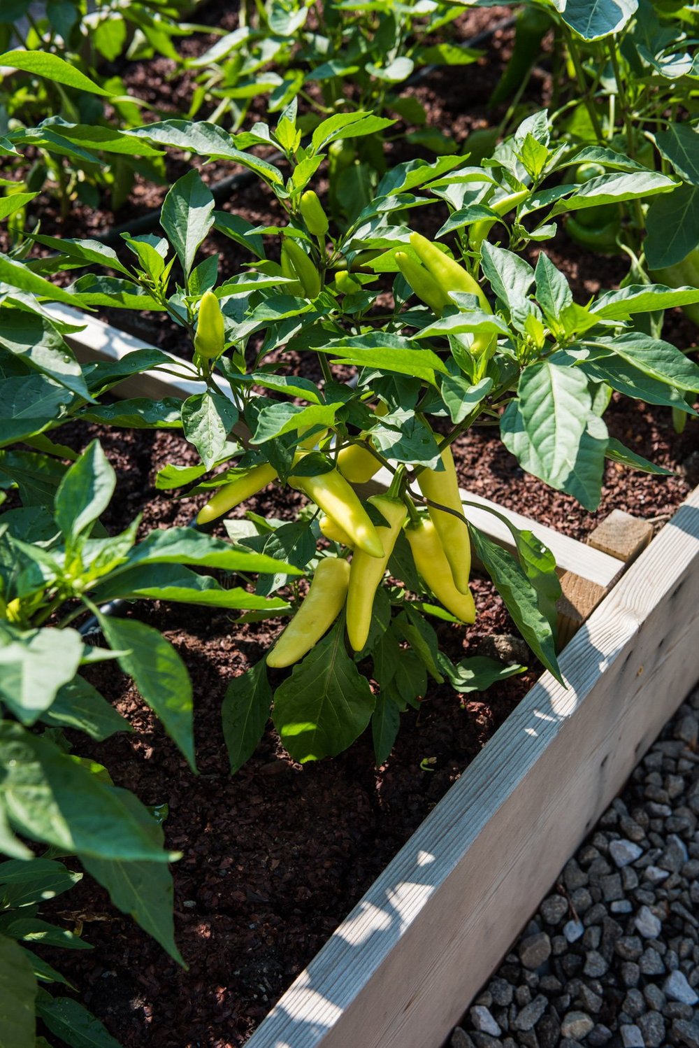 Smile Farms - Brooklyn Grange