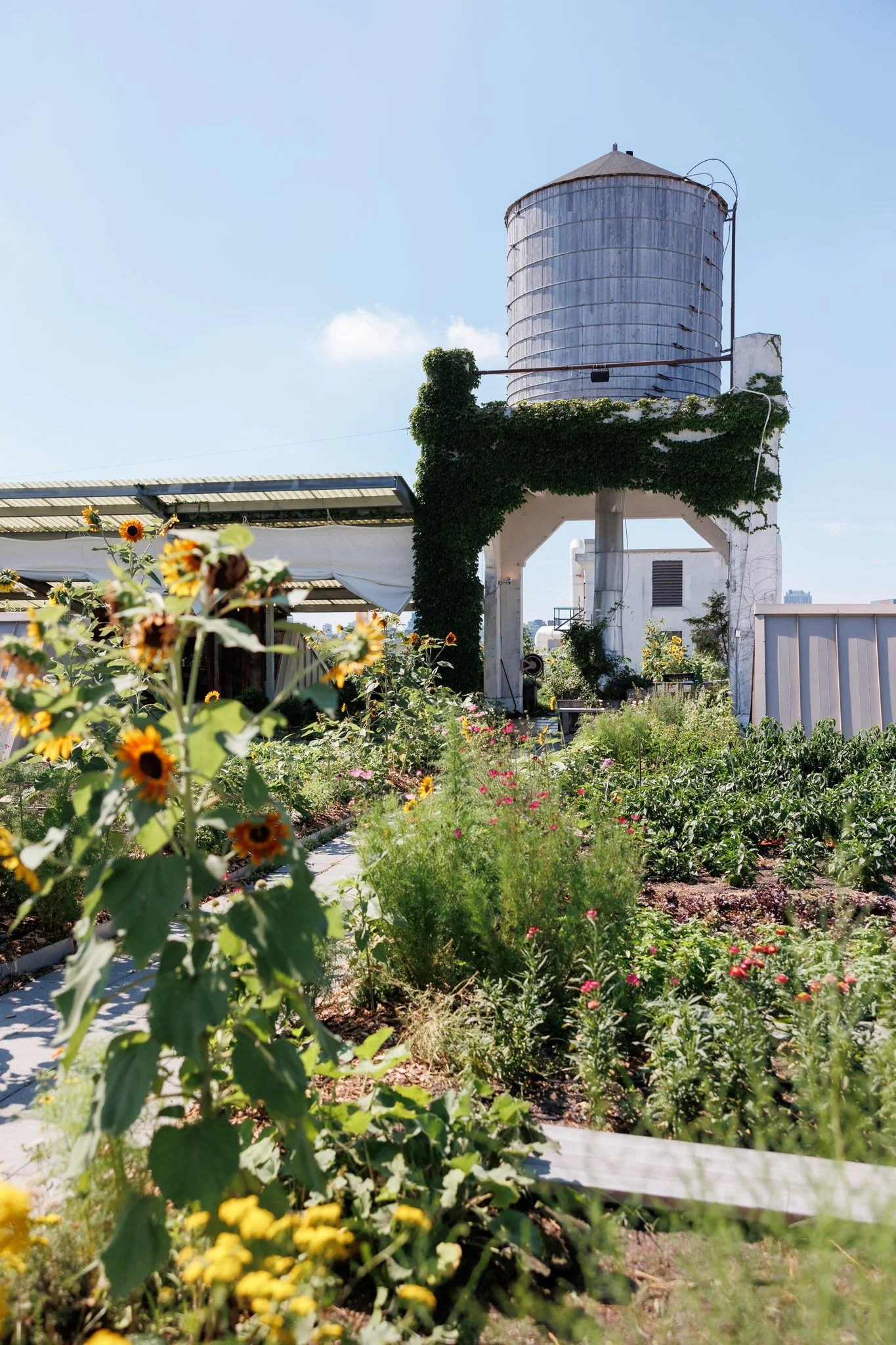 Experience the Farm — Brooklyn Grange