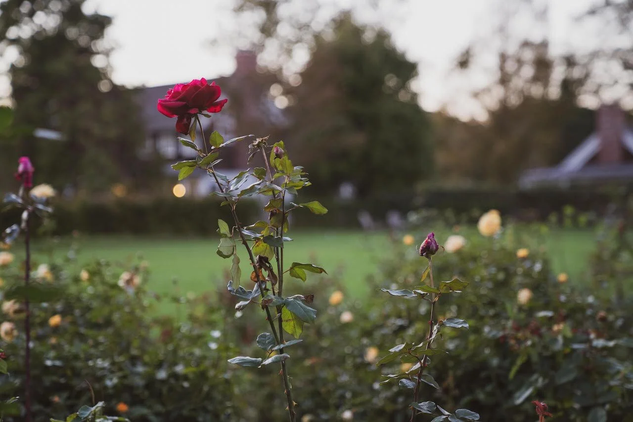 Gallery — The Reform Club