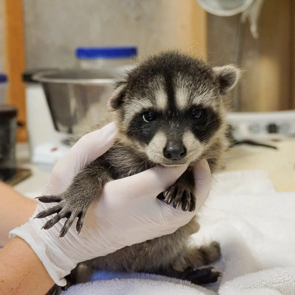 Santa Barbara Wildlife Care Network