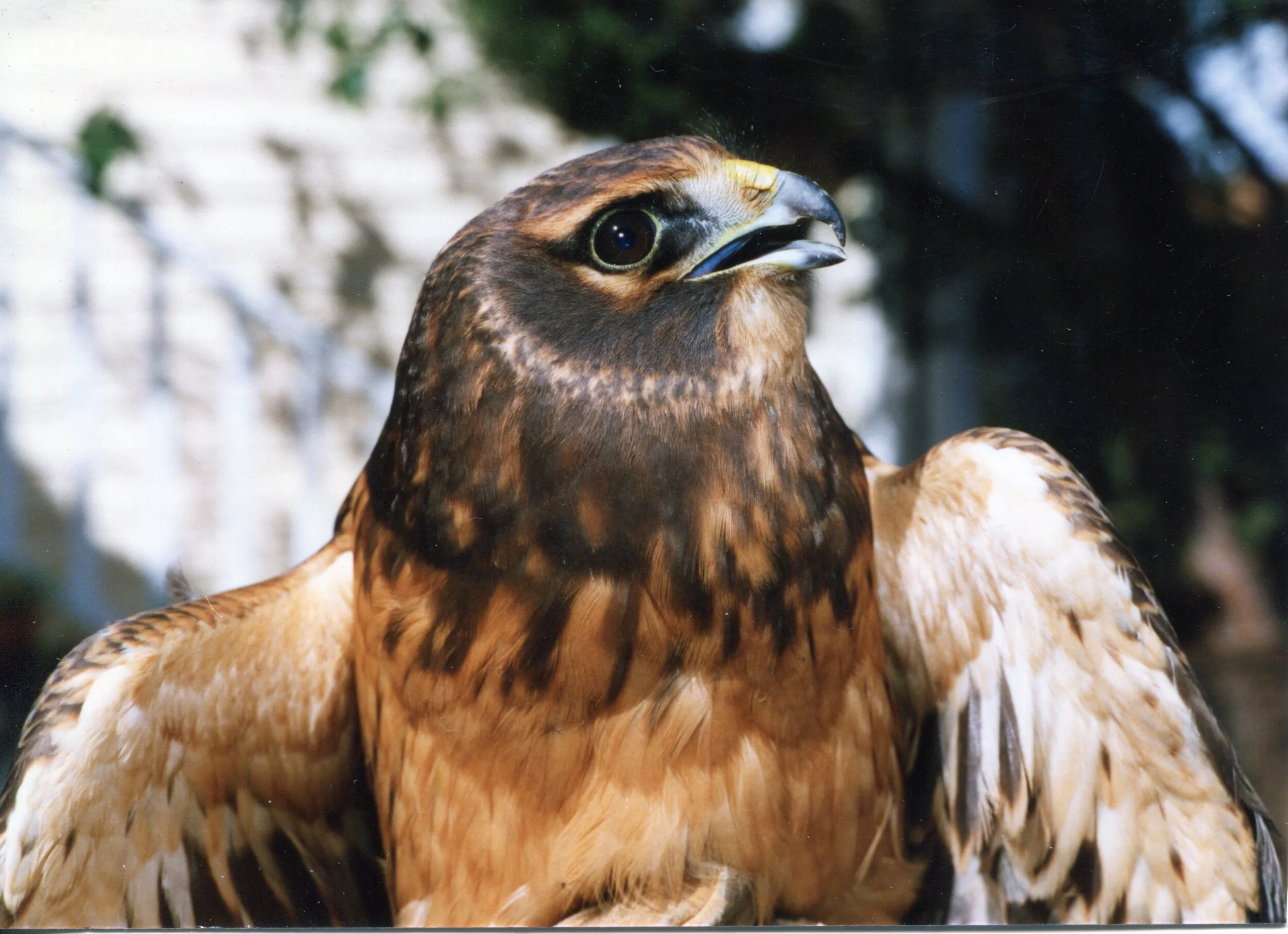 About SBWCN —Santa Barbara Wildlife Care Network