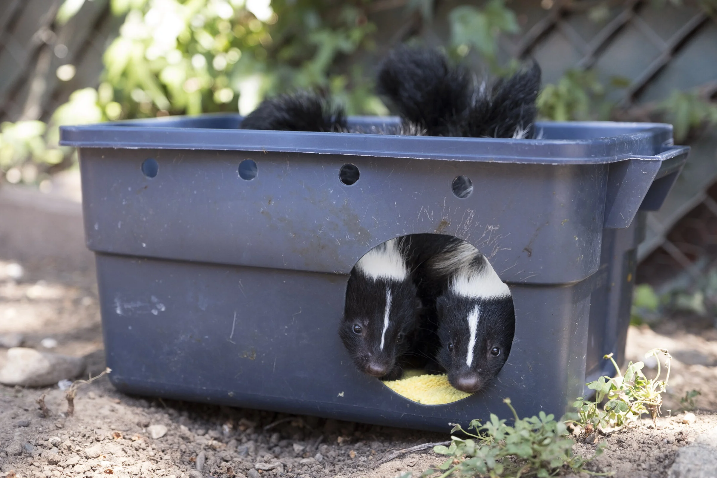 Wildlife Hospital —Santa Barbara Wildlife Care Network