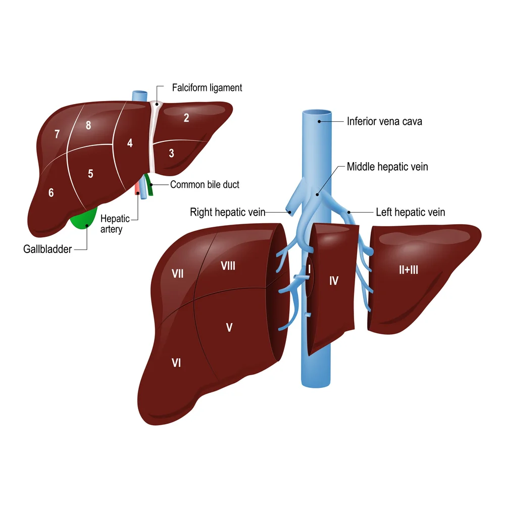 Liver Resection — Hepatobiliary & Upper Gastrointestinal Surgery