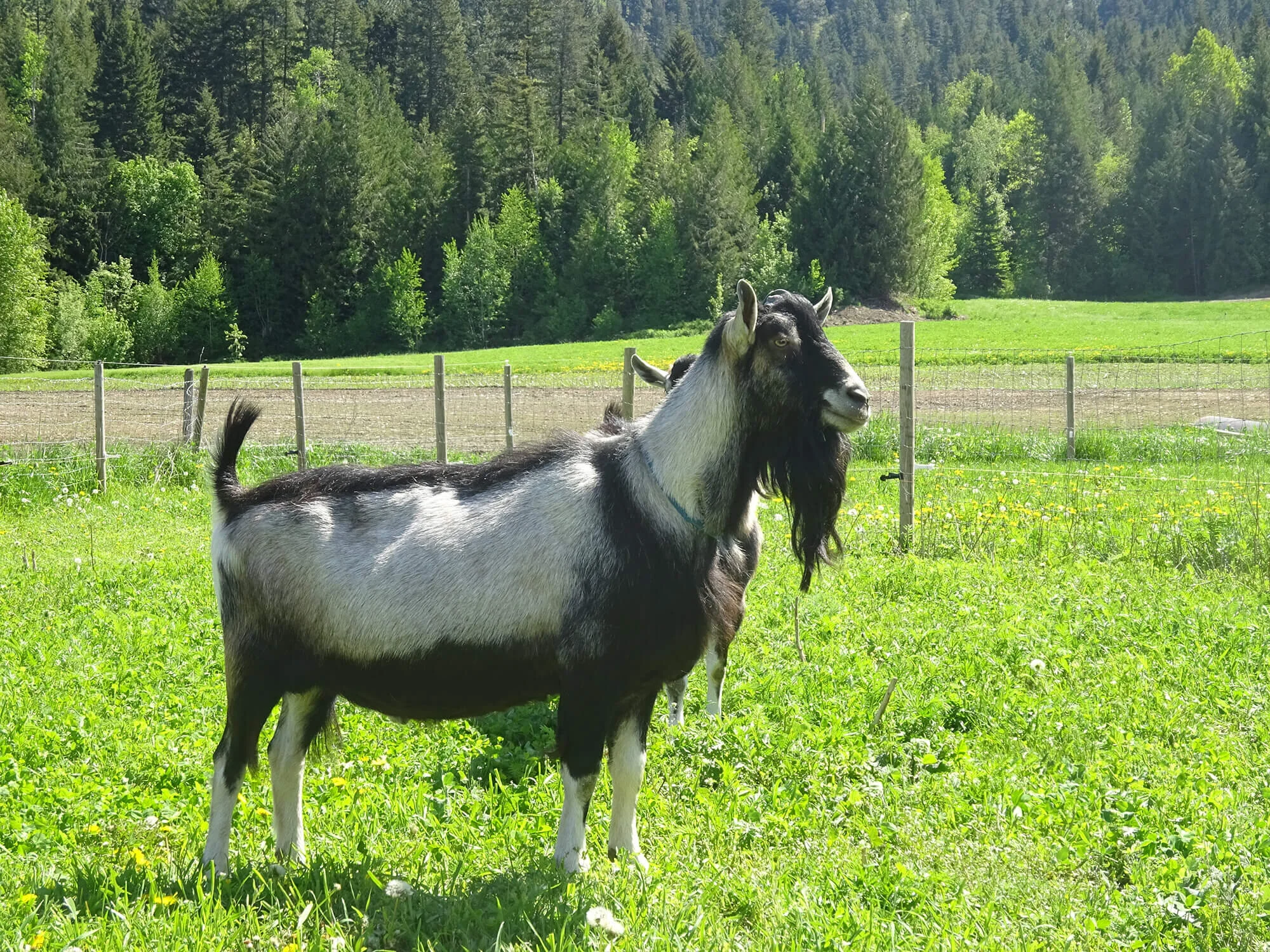 Swiss Alpine Goats