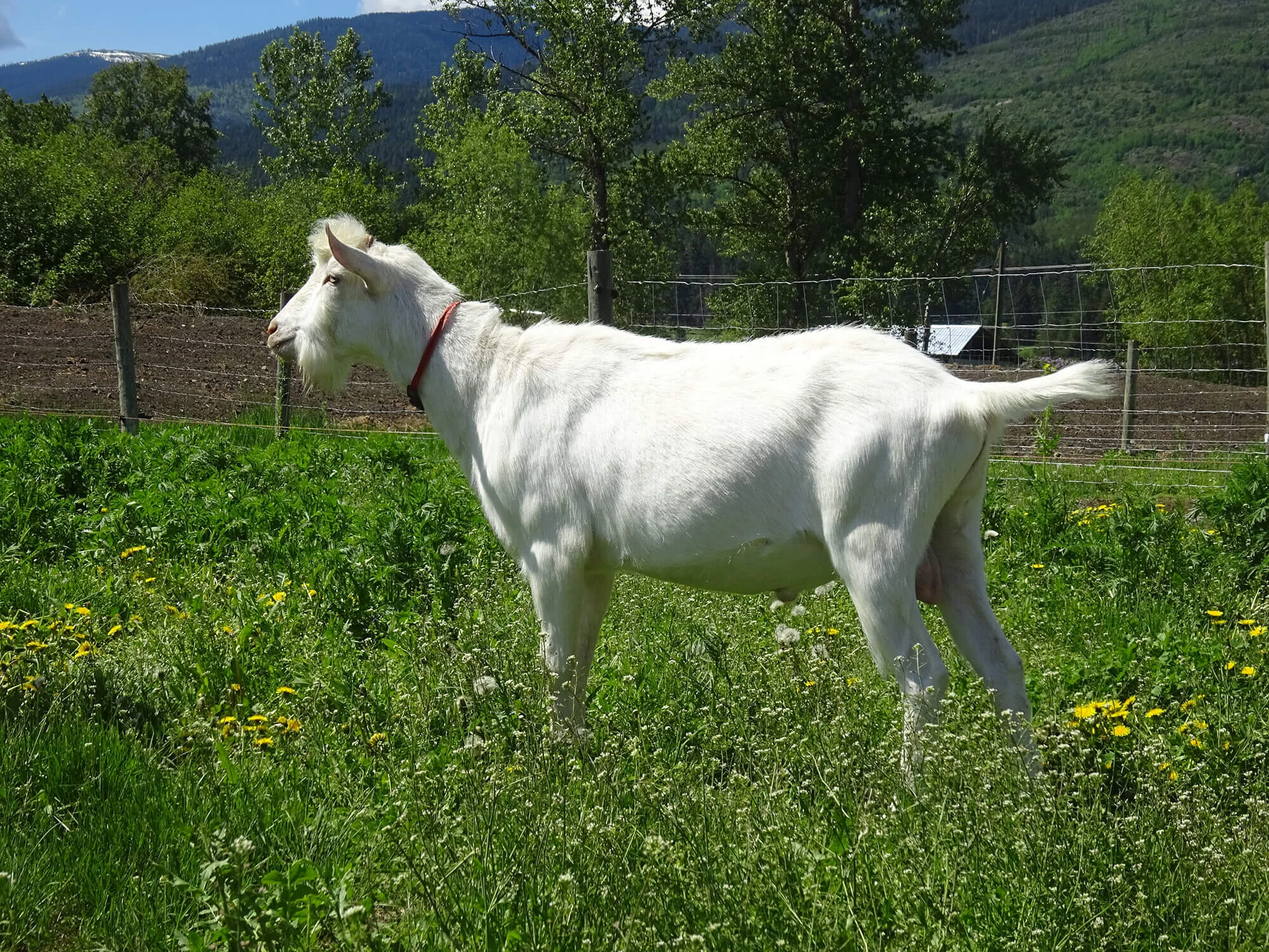 What Are Saanen Goats