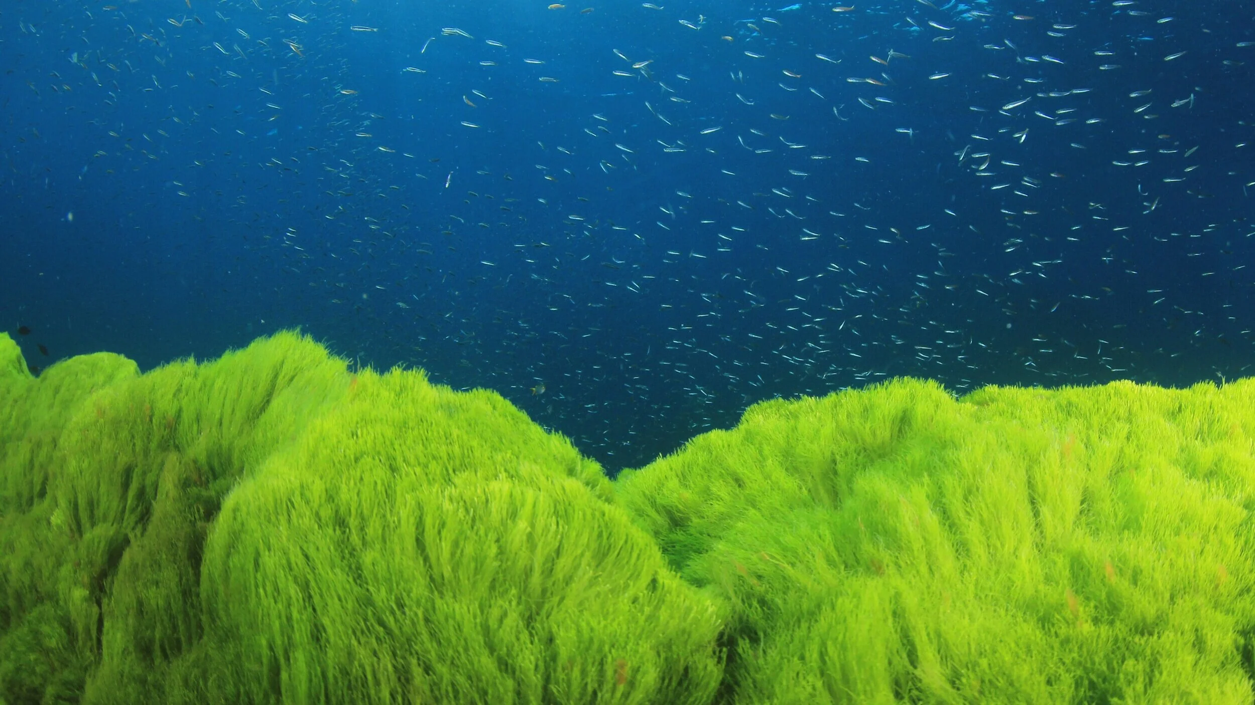 MiAlgae - Algae based Omega 3