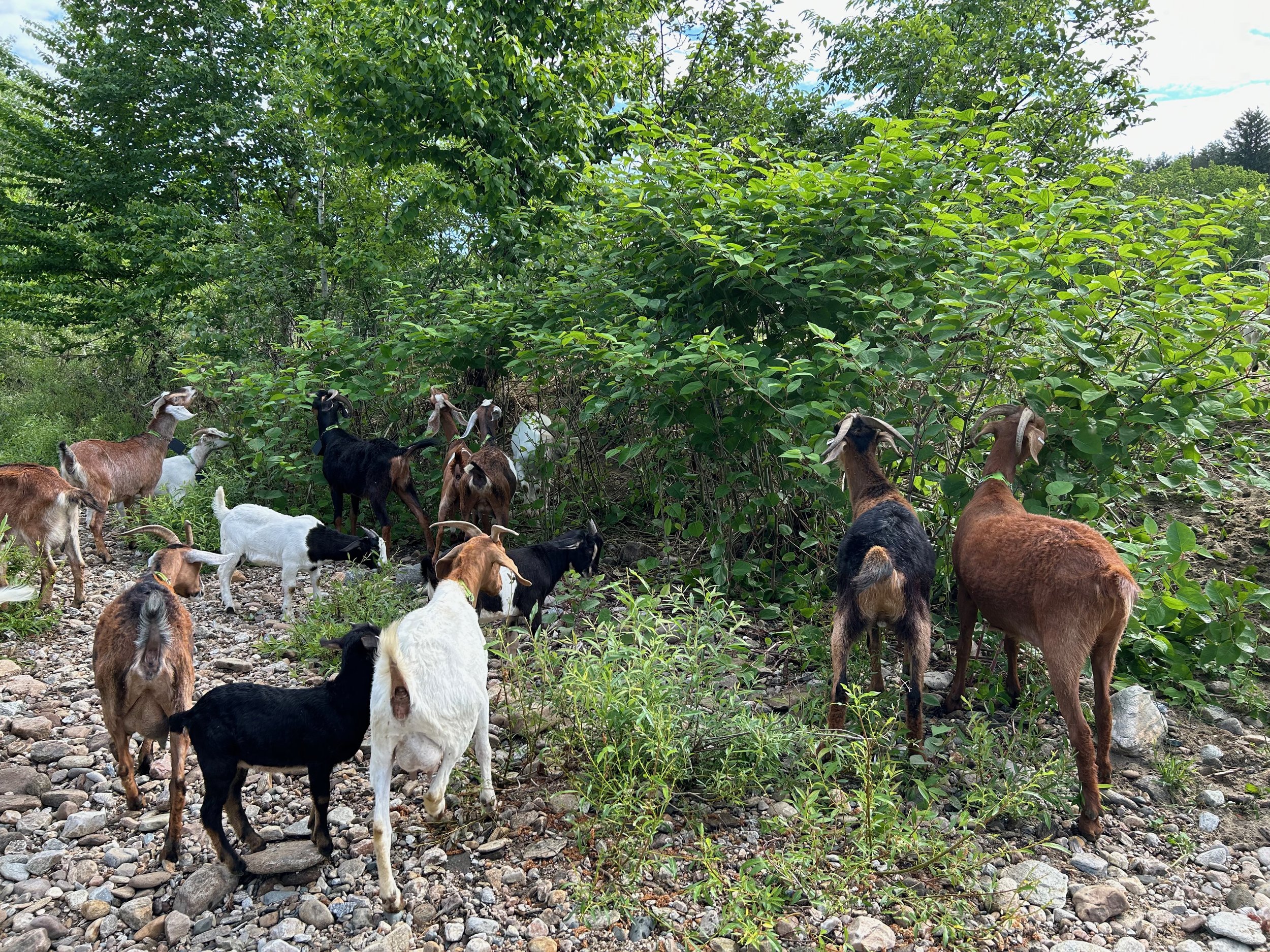 Frequently Asked Questions | Get Your Answers Now — Slippery Slope Goats