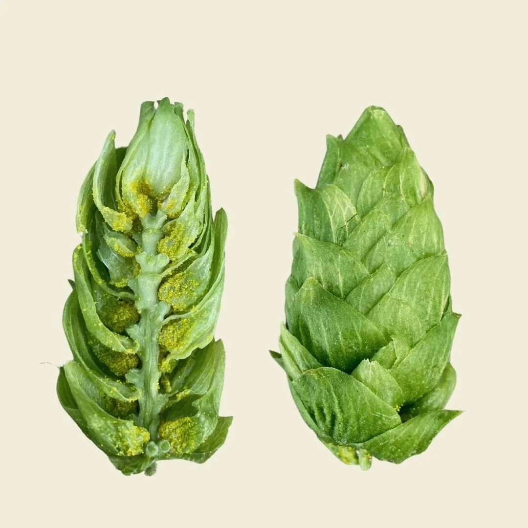 Store — Champlain Valley Hops