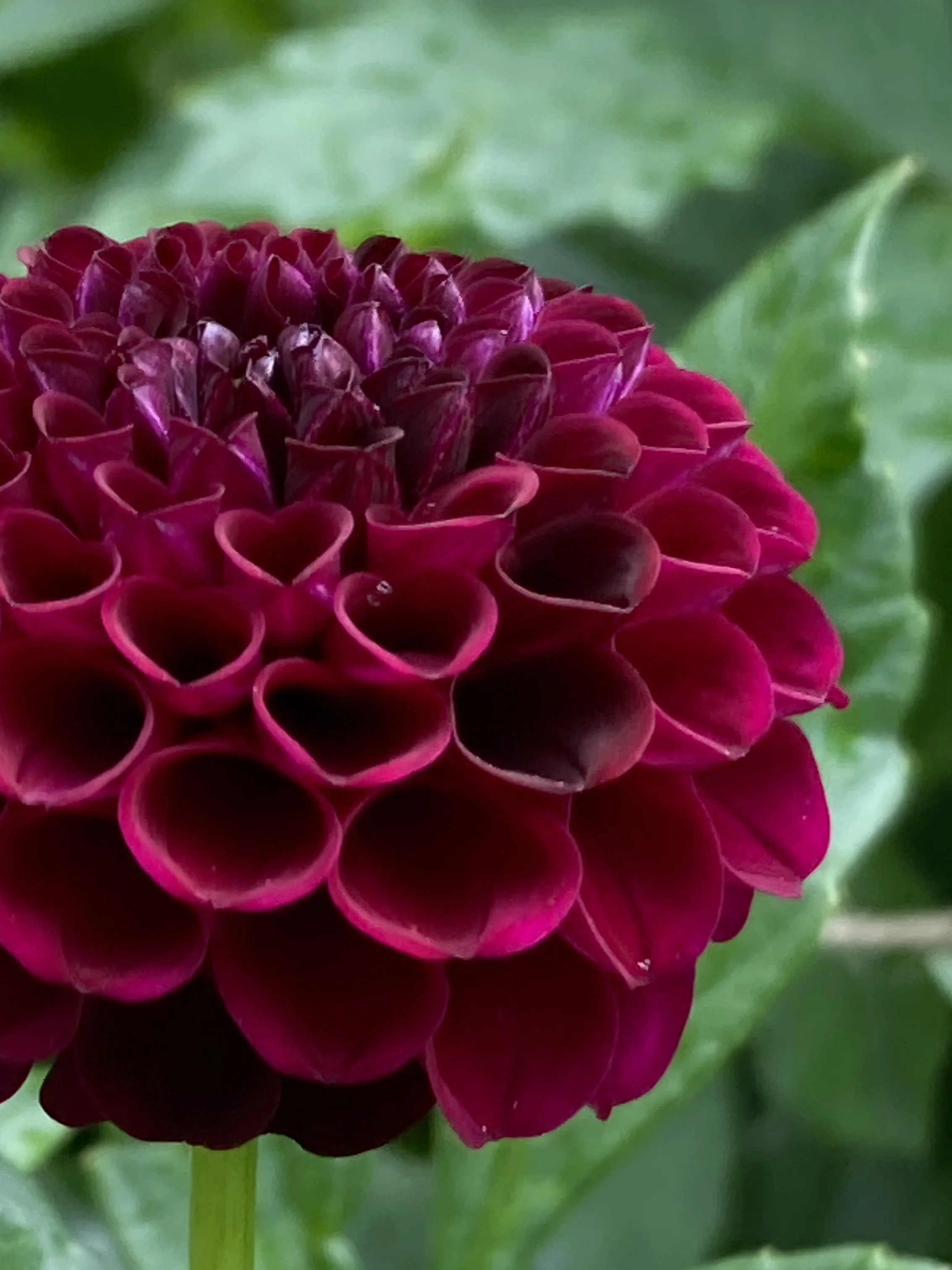 PRIDE OF PLACE — Dahlia Obsession