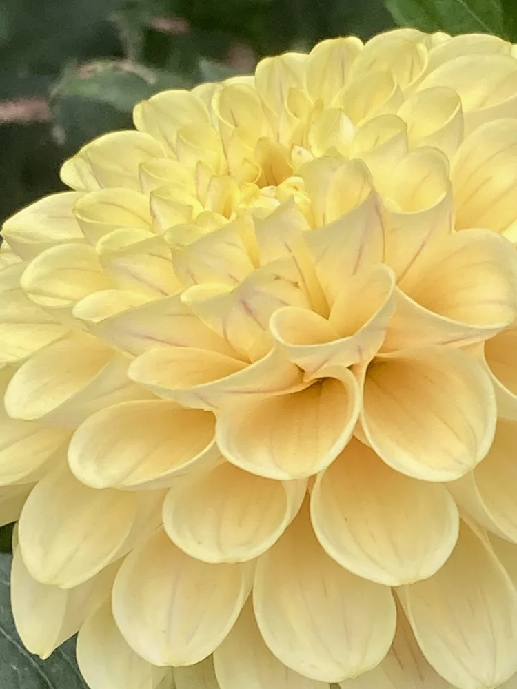 Dahlia Obsession