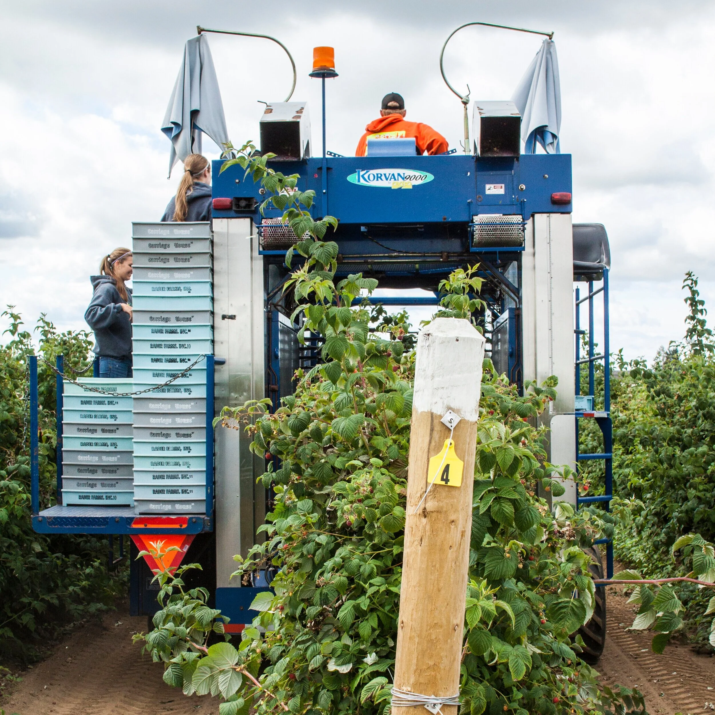 Northwest Berry Coop