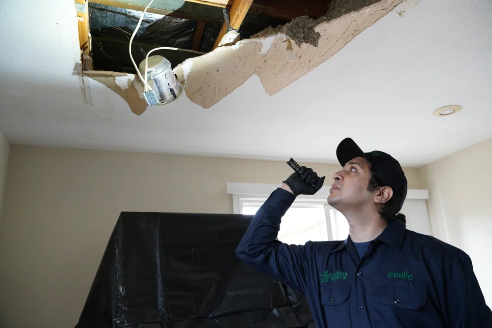 Local Pest Control in Portland, OR - Vancouver Pest Control - Ant ...