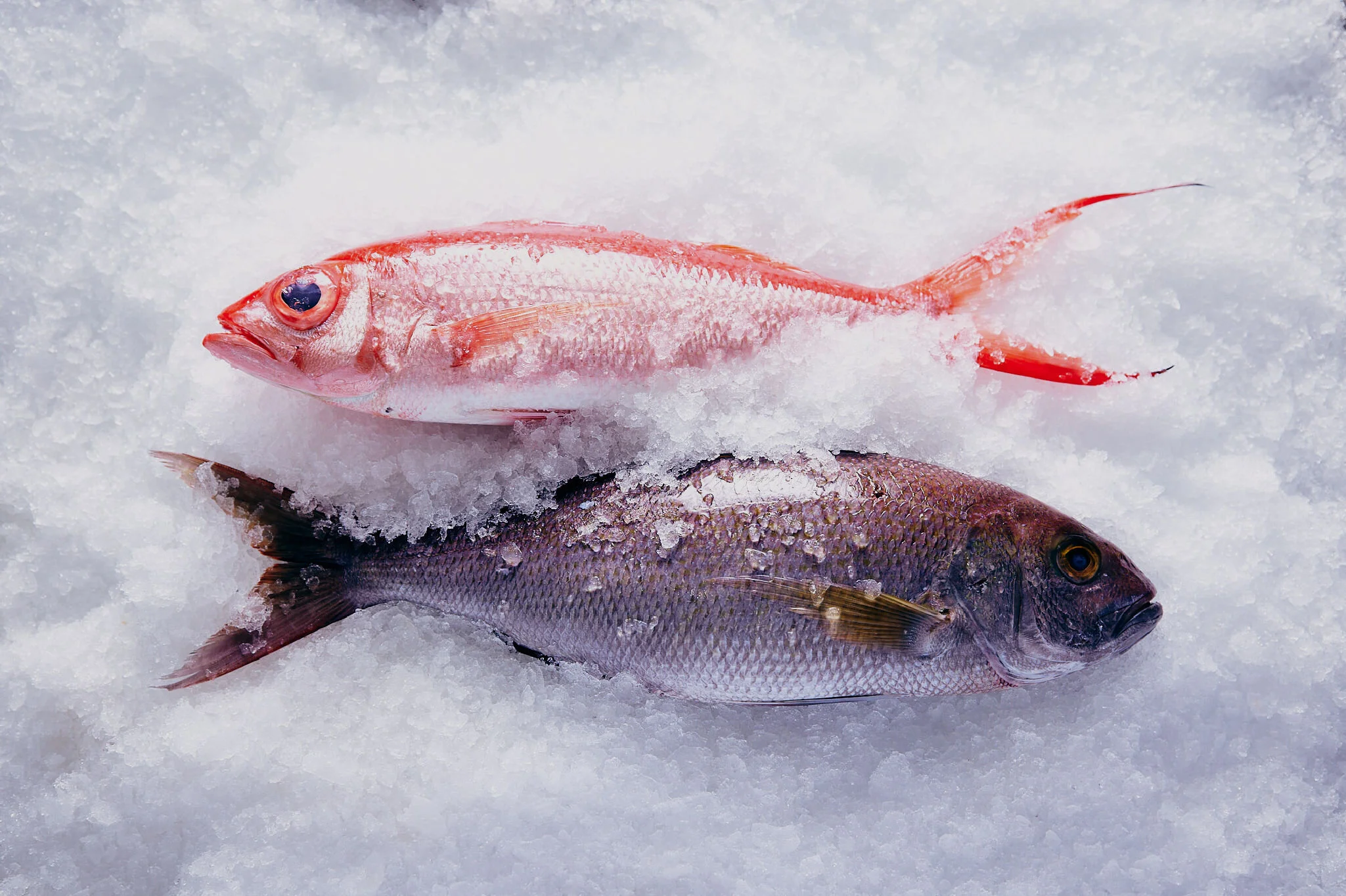 SLIDESHOW — Osprey Seafood