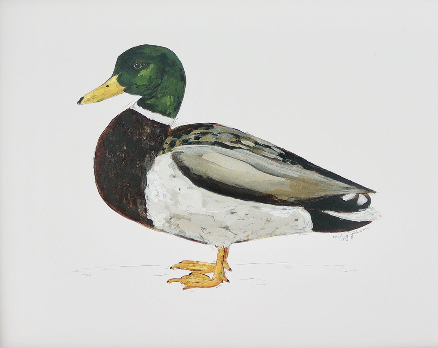Mallard Drawings