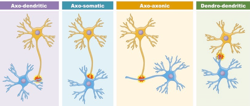 Overview of Neurons and Synapses — Learn With Abe