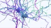 Overview of Neurons and Synapses — Learn With Abe