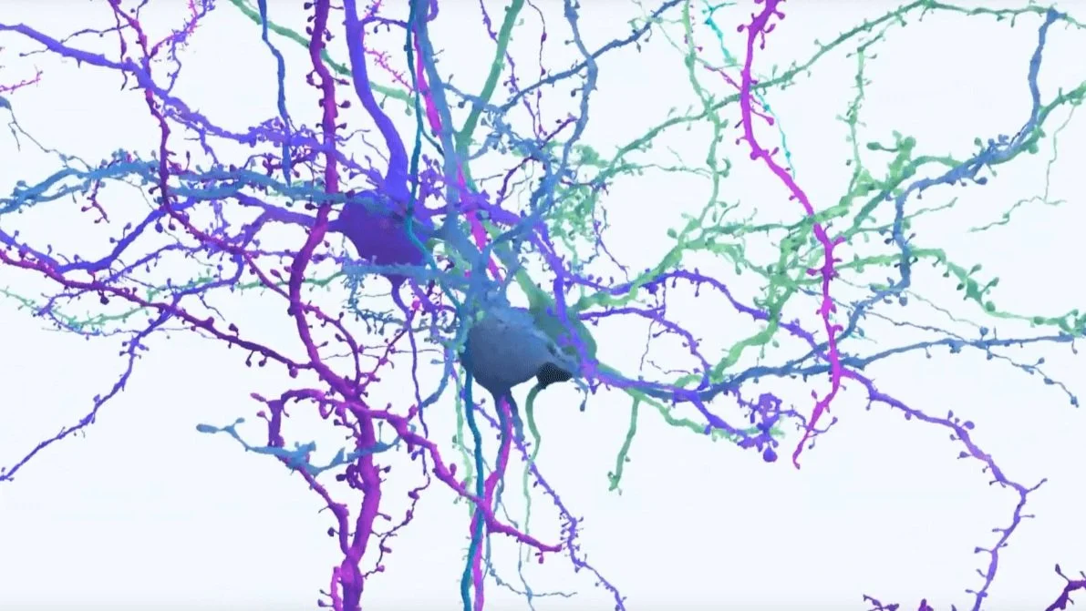 Overview of Neurons and Synapses — Learn With Abe