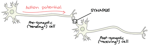 Overview of Neurons and Synapses — Learn With Abe