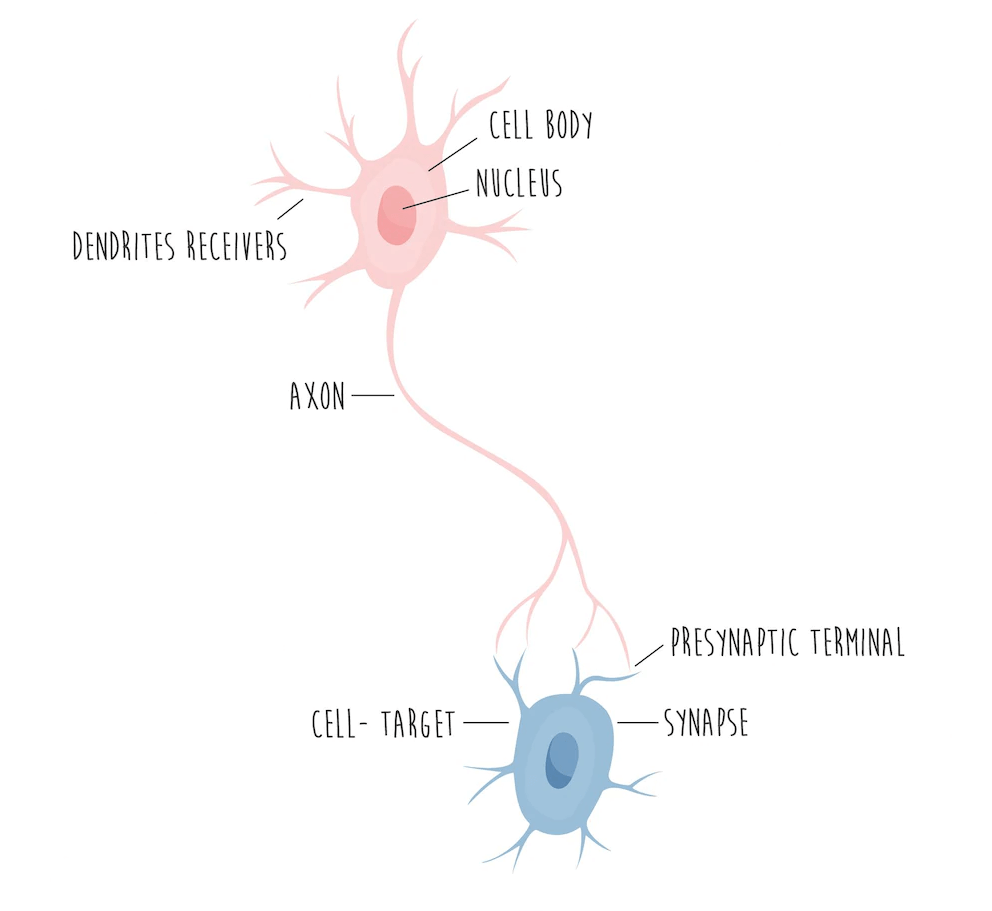Overview of Neurons and Synapses — Learn With Abe
