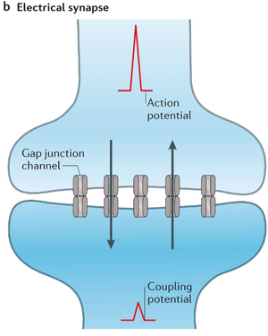 Overview of Neurons and Synapses — Learn With Abe