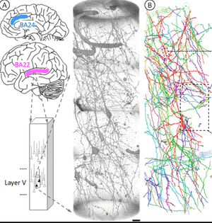 Overview of Neurons and Synapses — Learn With Abe
