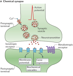 Overview of Neurons and Synapses — Learn With Abe