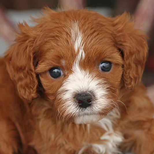 Bernedoodle, Goldendoodle and Cavapoo Puppies For Sale - Wildwood Doodles
