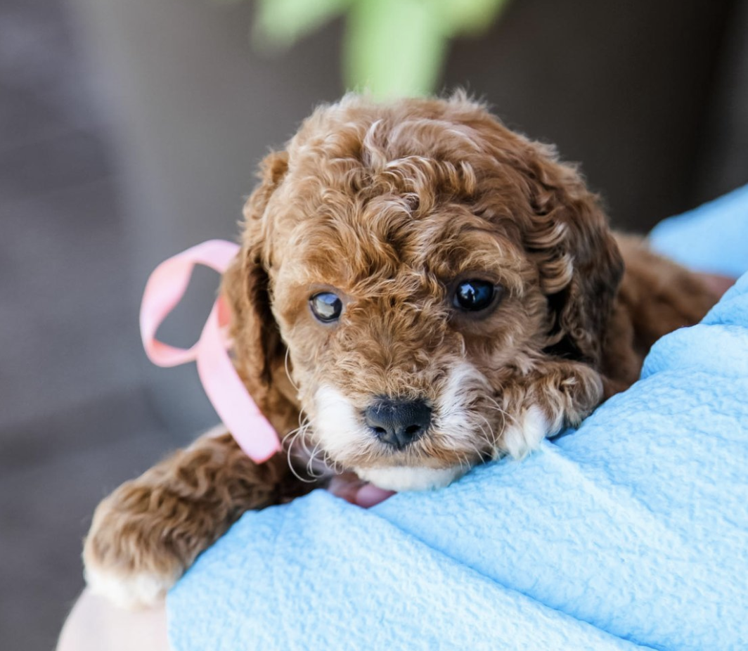 Doodle Puppies for Adoption in California| Doodle Breeders