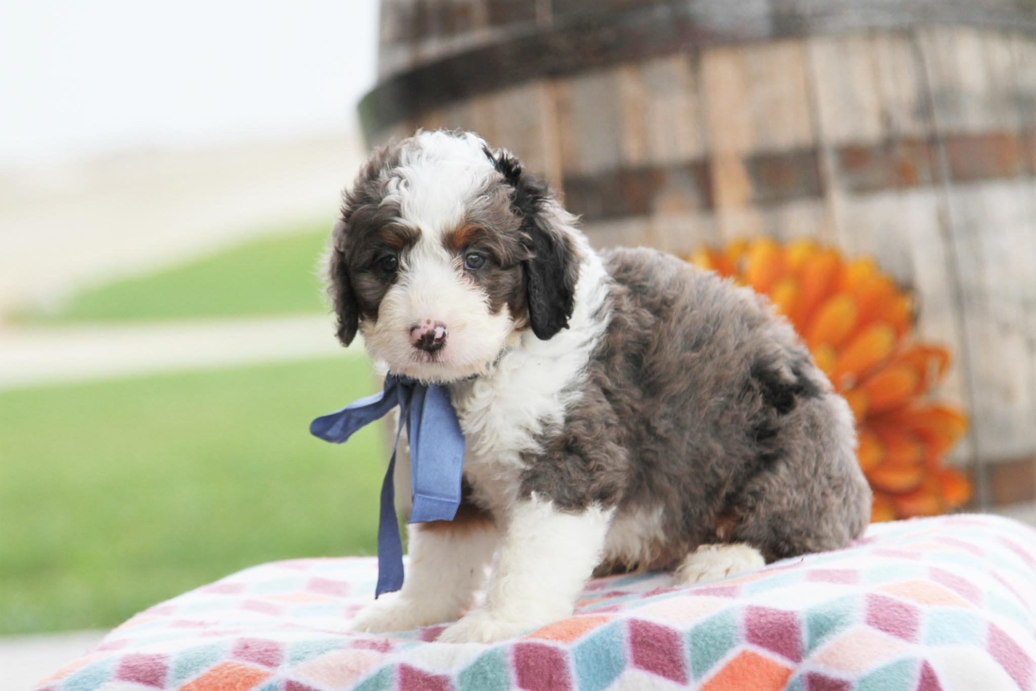 GREY • ADOPTED — Wildwood Doodles