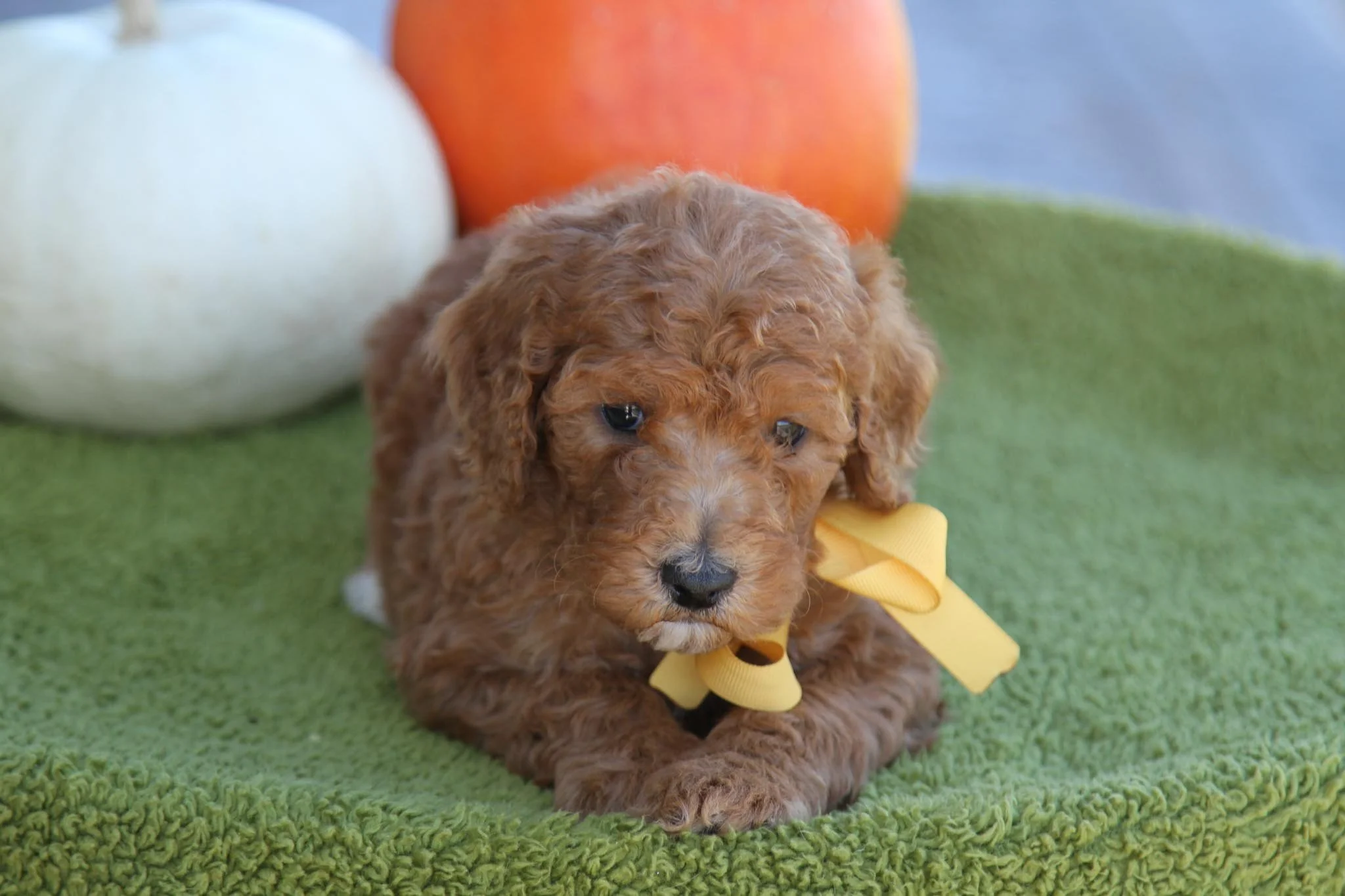 COOPER • HOMED — Wildwood Doodles