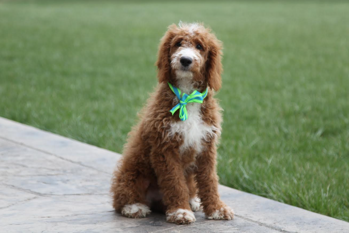 Adult F1b Goldendoodle
