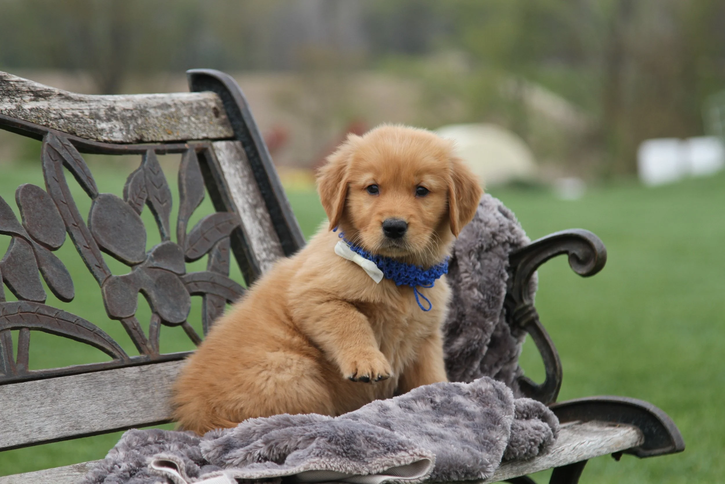 Dark Golden Retriever Male