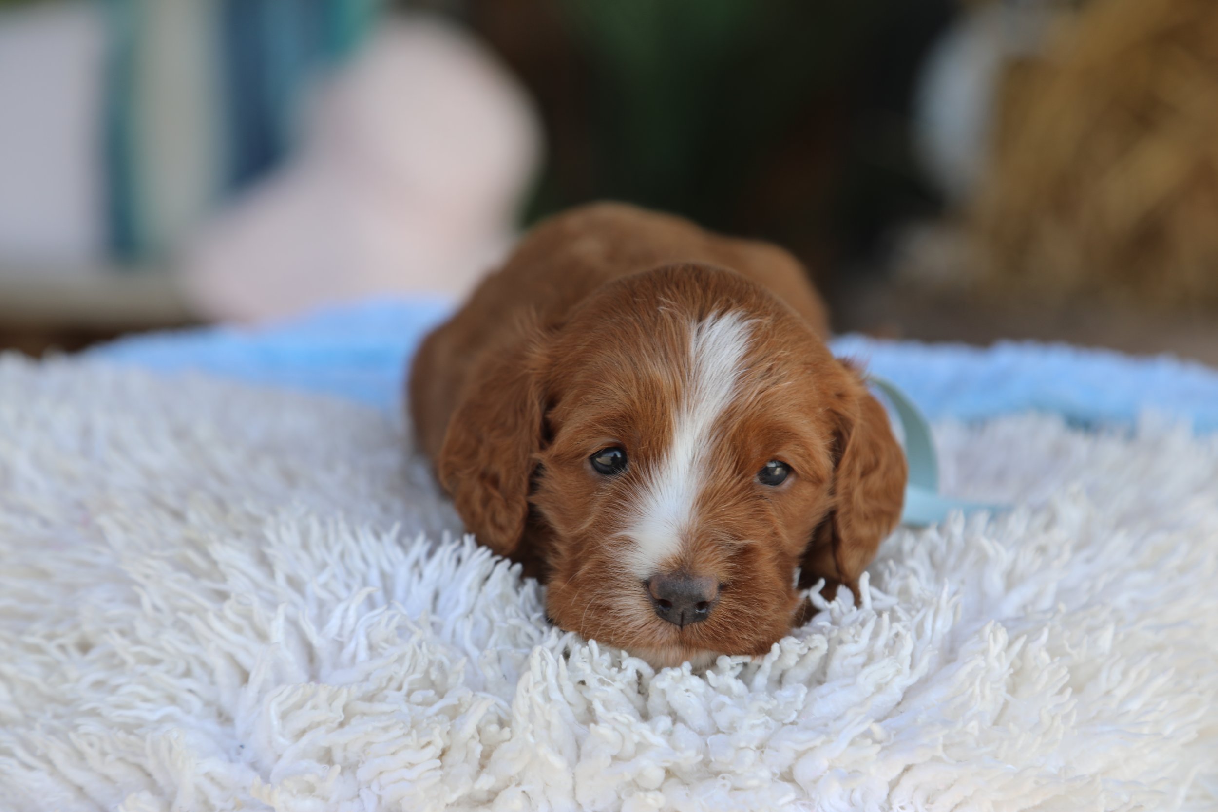CHAMP • MICRO MINI F1B GOLDENDOODLE • 17 LBS • $4250 — Wildwood Doodles CHAMP • MICRO MINI F1B GOLDENDOODLE • 17 LBS • $4250 — Wildwood Doodles